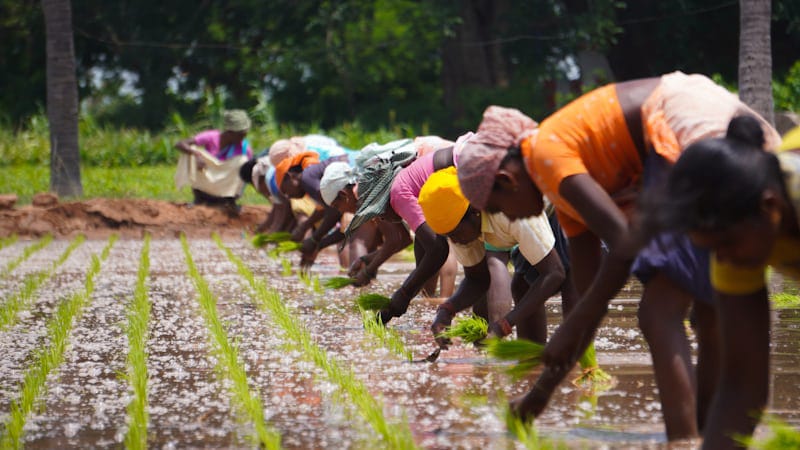 Adamawa: 7,500 women farmers get support to enhance food security ...