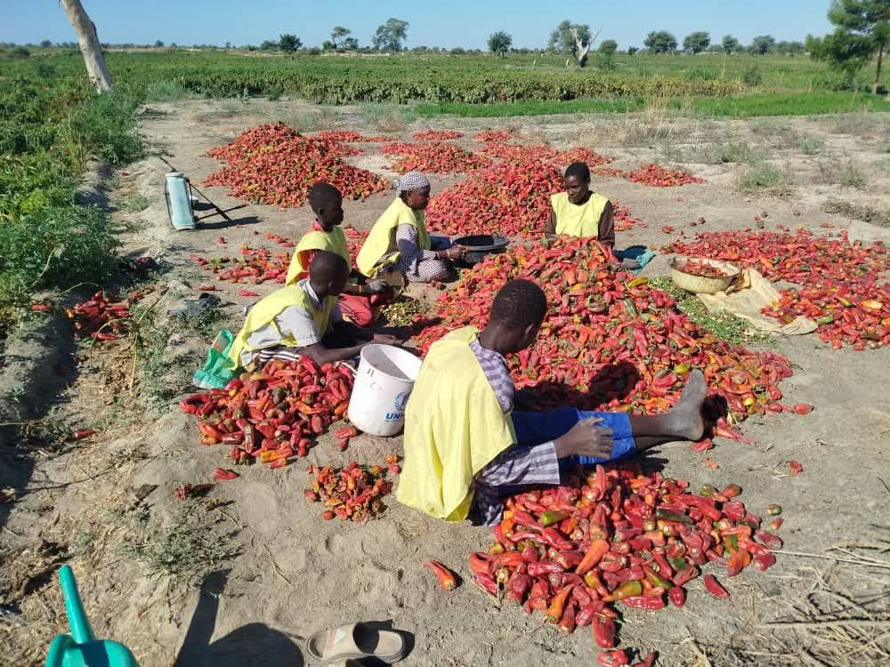 Early pepper cultivation signals economic rebirth in Mallam Fatori,
